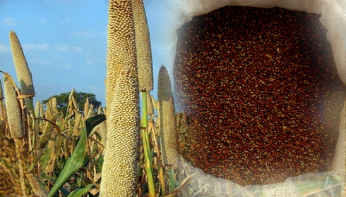 Codex Alimentarius Commission hails India's Millet Standards