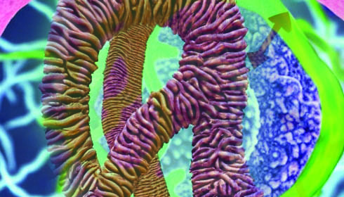 “Lantibiotics” used as Common Food Preservative Impact Gut Microbiome ...