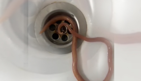 Pharmacist's Viral Video Sparks Deworming Debate