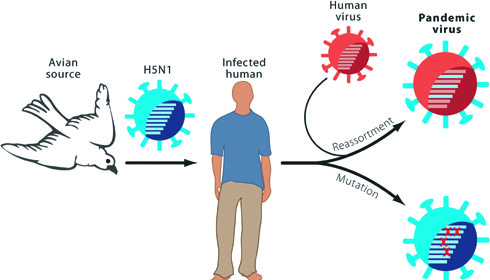 US reports Avian Influenza A (H5N1)