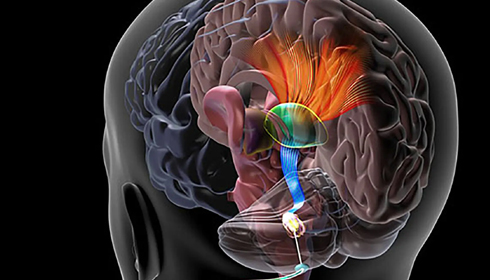Repairing the Brain: Scientists Achieve Major Breakthrough in Neuronal ...